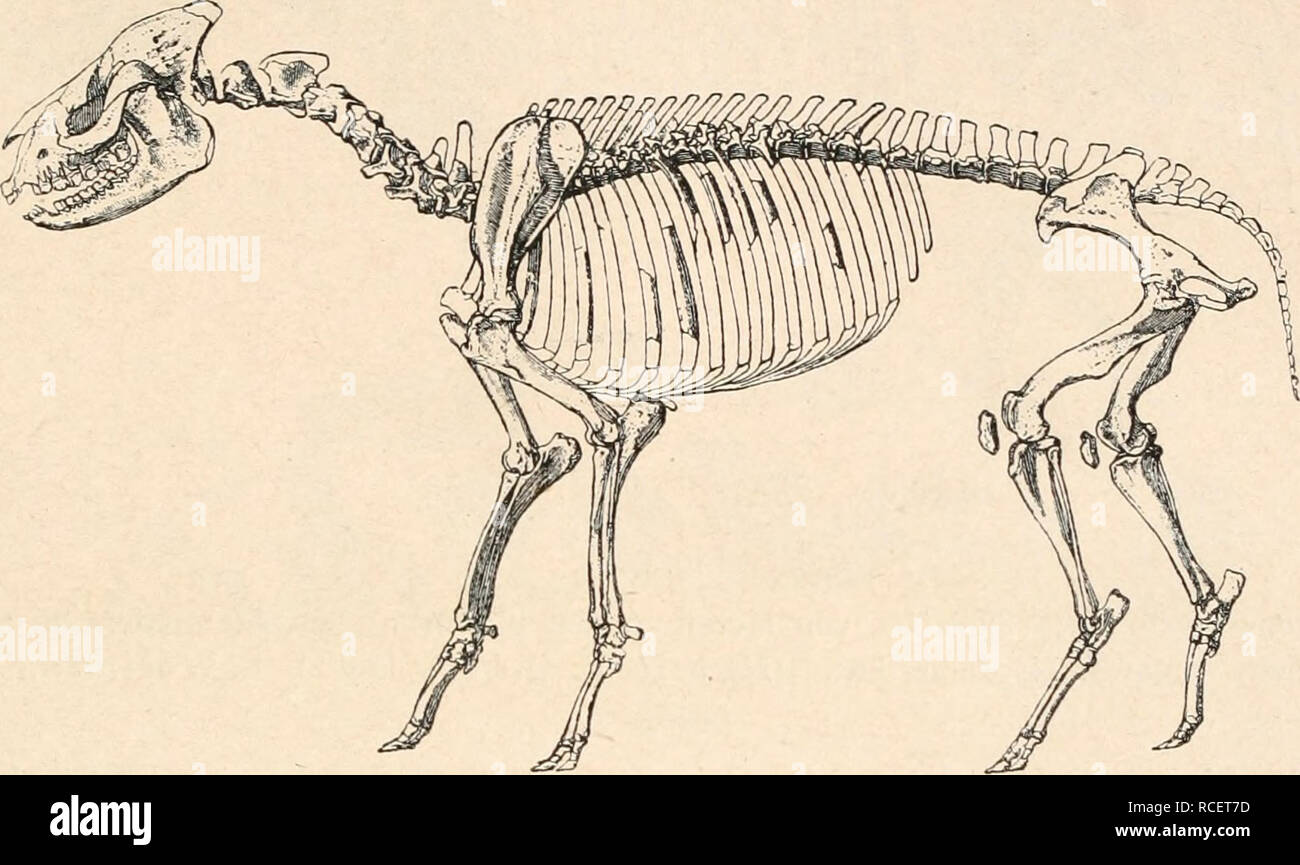 . Die stämme der wirbeltiere. Evolution; Paleontology; Vertebrates ...