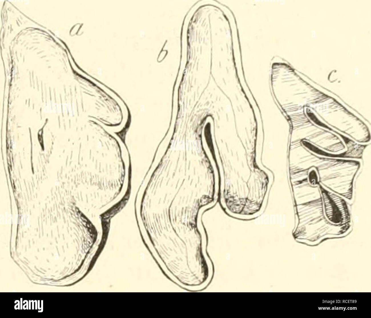 Theriidae hi-res stock photography and images - Alamy