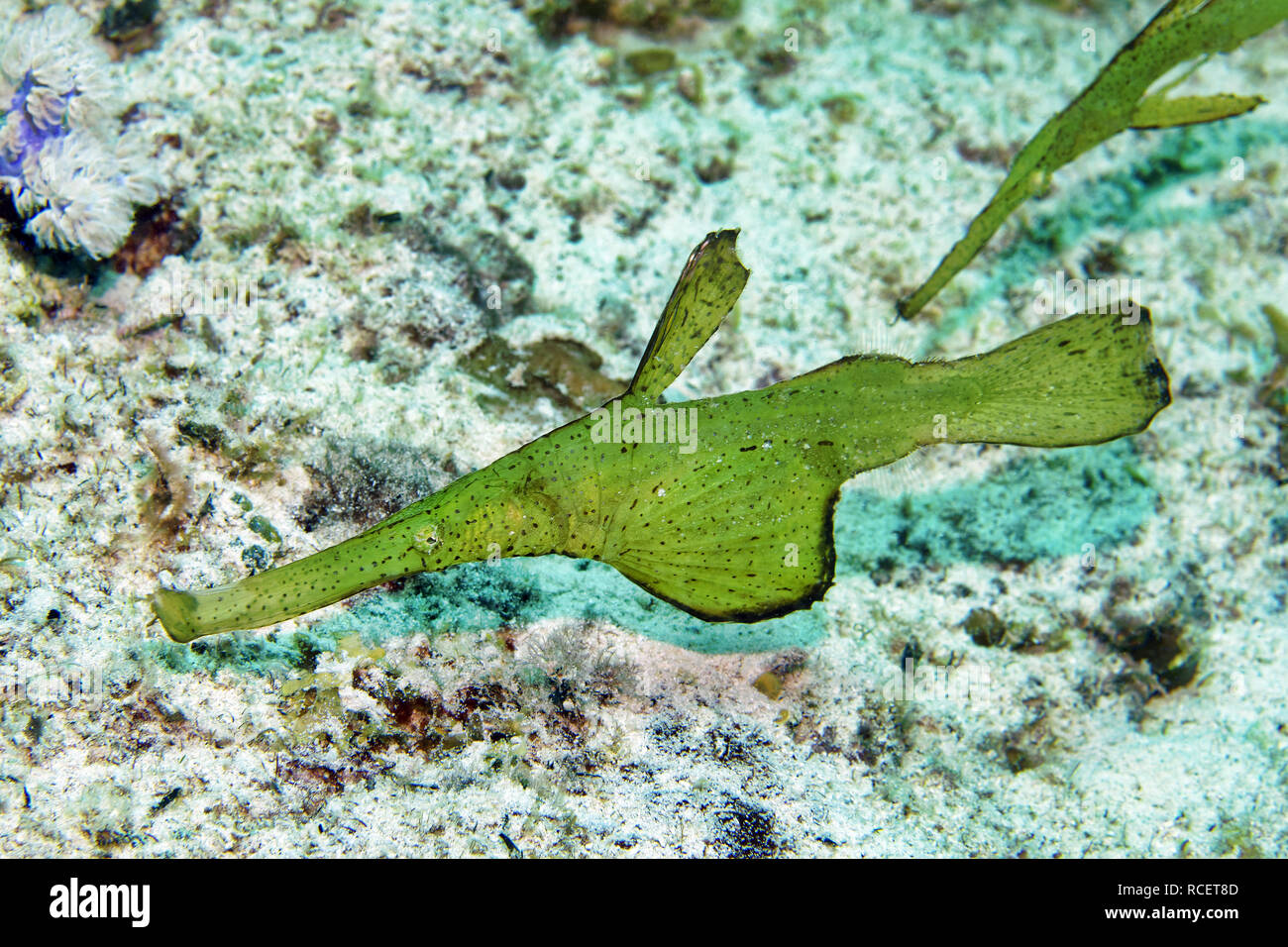 Ghost pipefish hi-res stock photography and images - Alamy