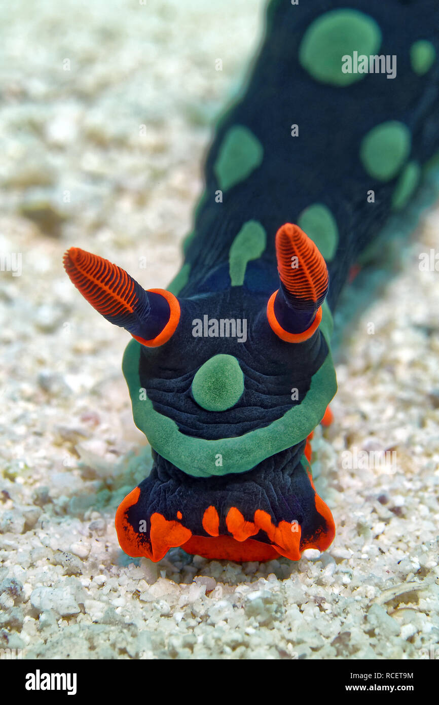 Variable neon slug / Dusky nembrotha - Nembrotha kubaryana Stock Photo ...