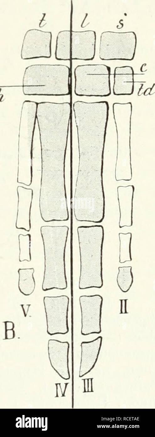 Mesaxon hi-res stock photography and images - Alamy
