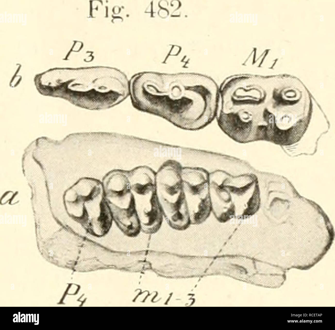 . Die säugetiere. Einführung in die anatomie und systematik der ...