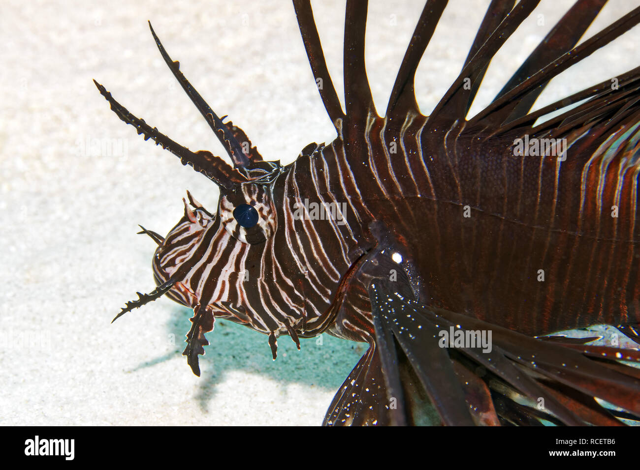 Common lionfish / Devil firefish - Pterois miles Stock Photo - Alamy