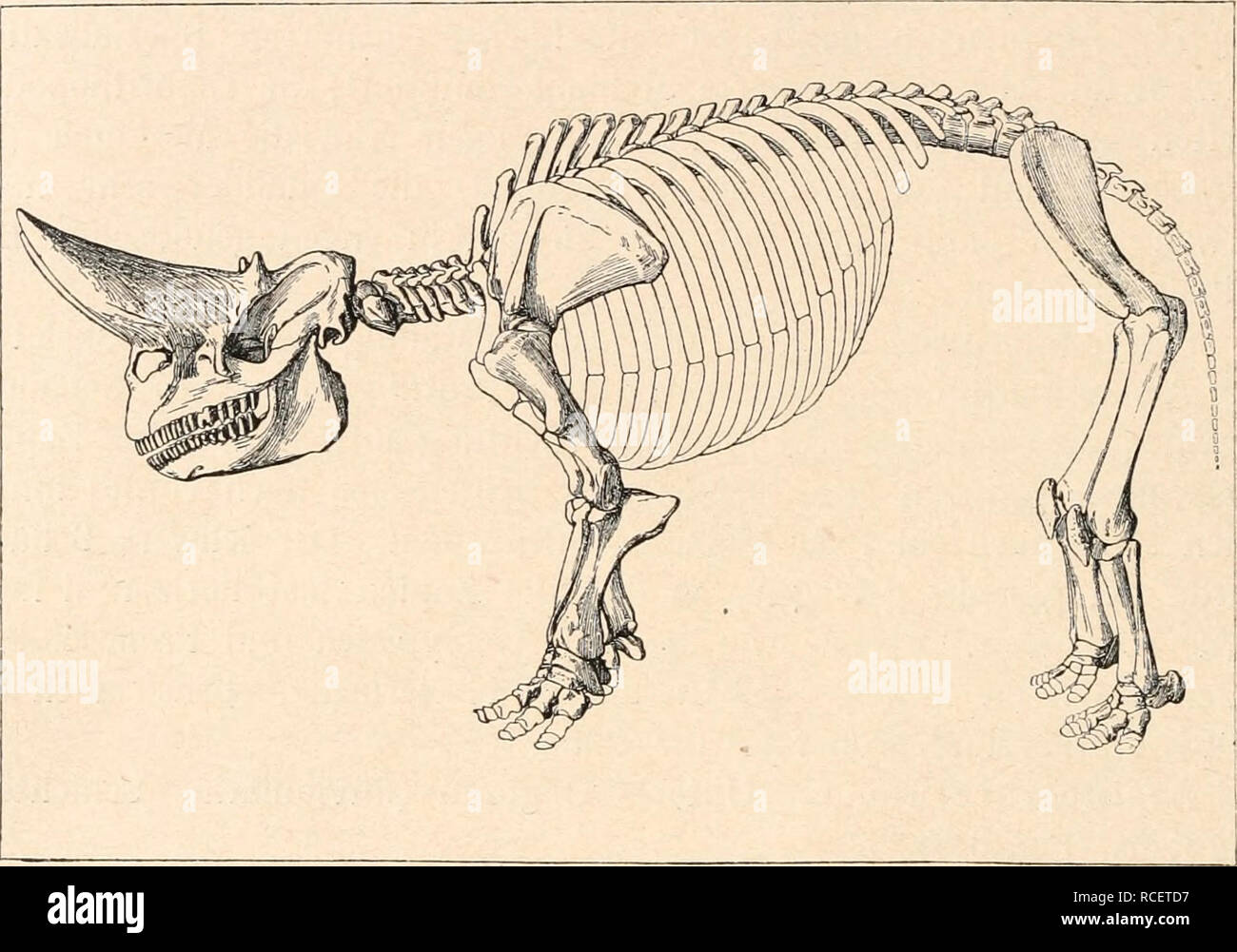 Arsinoitherium Skeleton