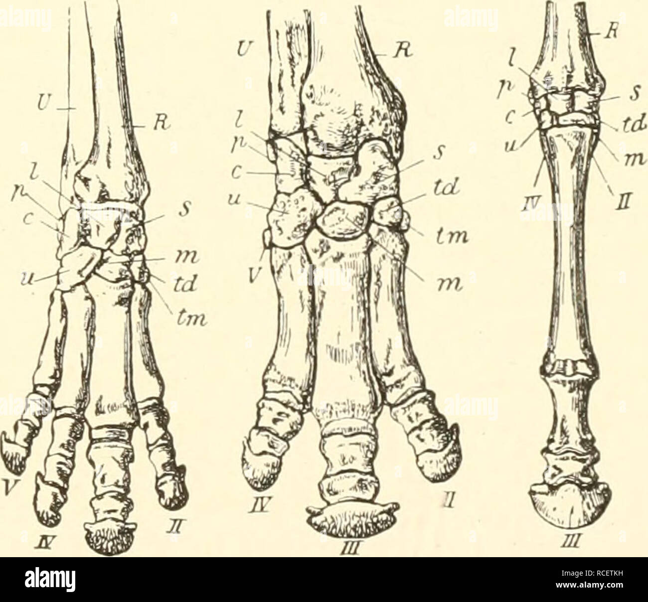 Pferd anatomie hi-res stock photography and images - Alamy