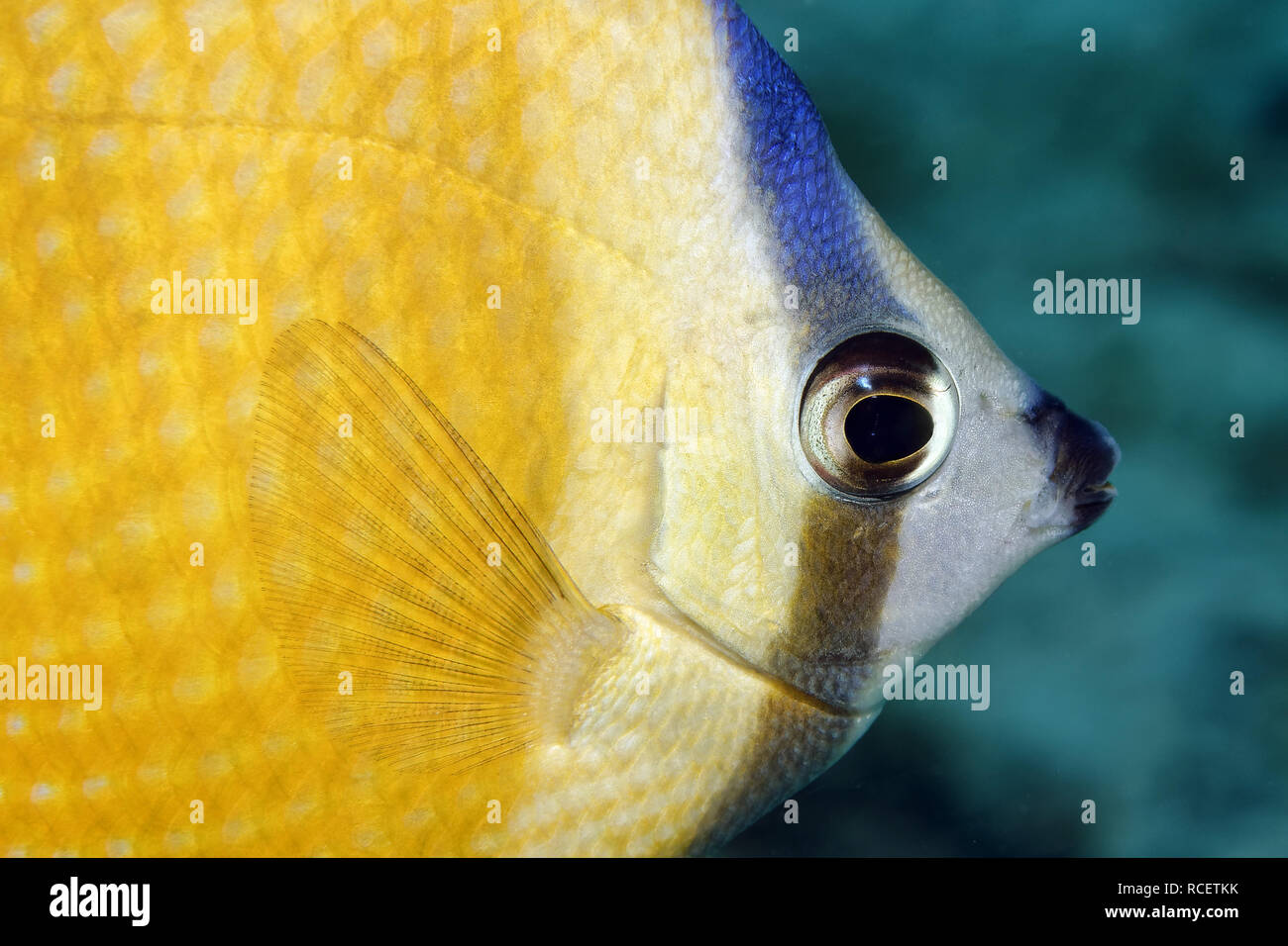 Kleins butterflyfish chaetodon kleinii hi-res stock photography and ...