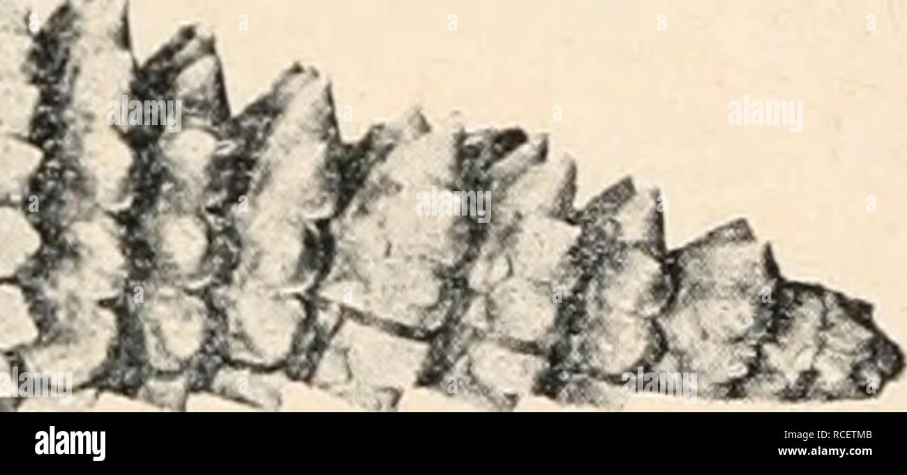 Doedicurus hi-res stock photography and images - Alamy