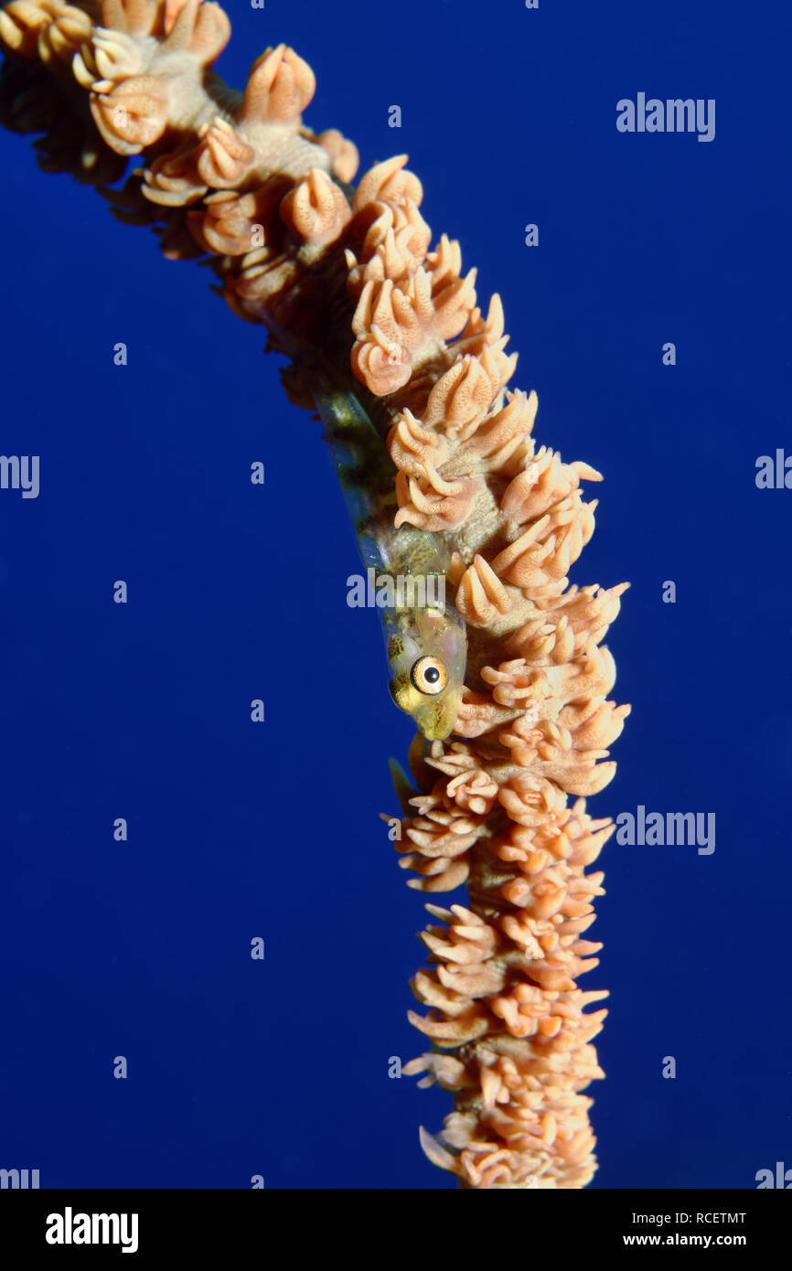 Whip coral goby hi-res stock photography and images - Alamy
