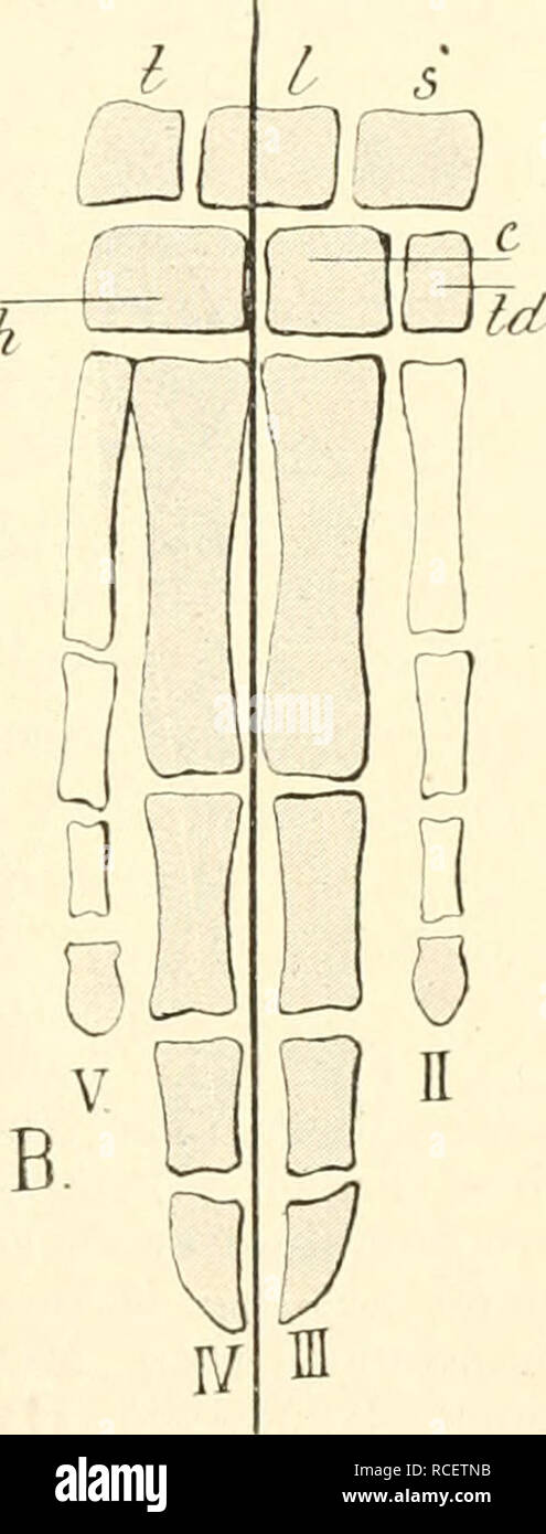 Anatomie diagramm hi-res stock photography and images - Alamy