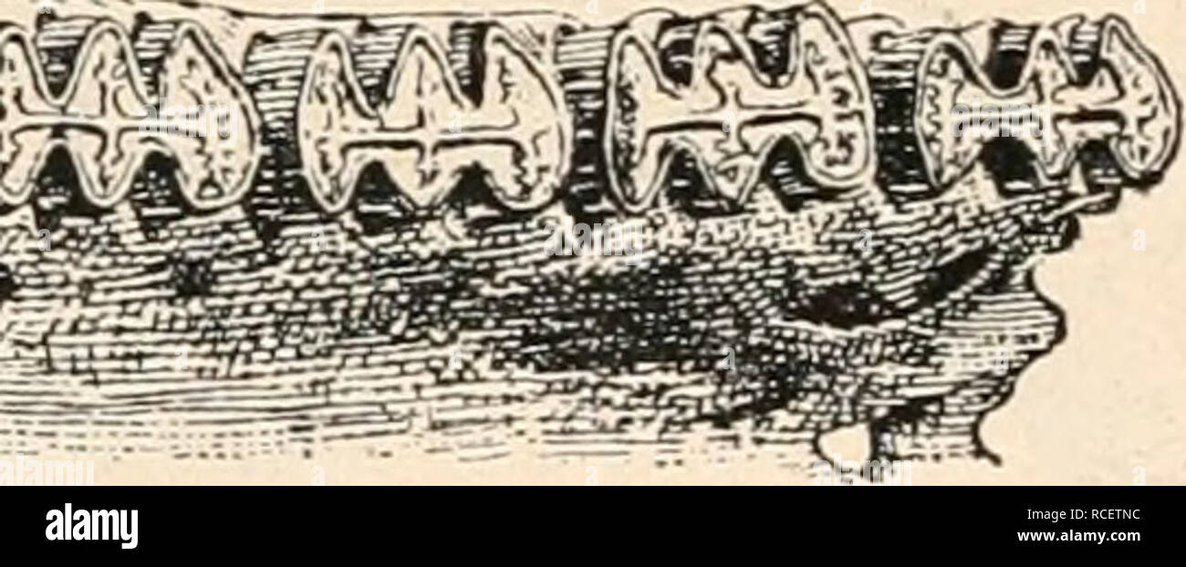 Panochthus hi-res stock photography and images - Alamy