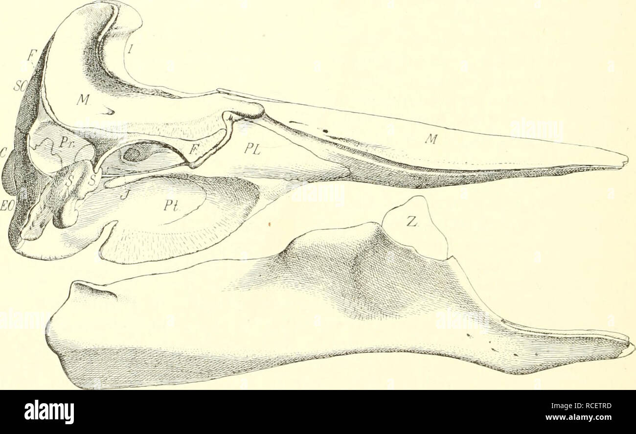 Homodont hi-res stock photography and images - Alamy