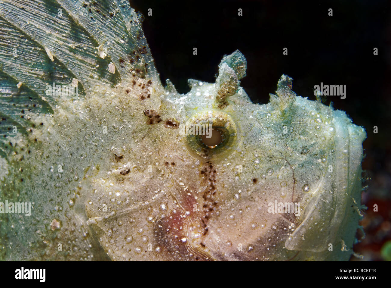 Leaf fish - Taenianotus triacanthus Stock Photo - Alamy