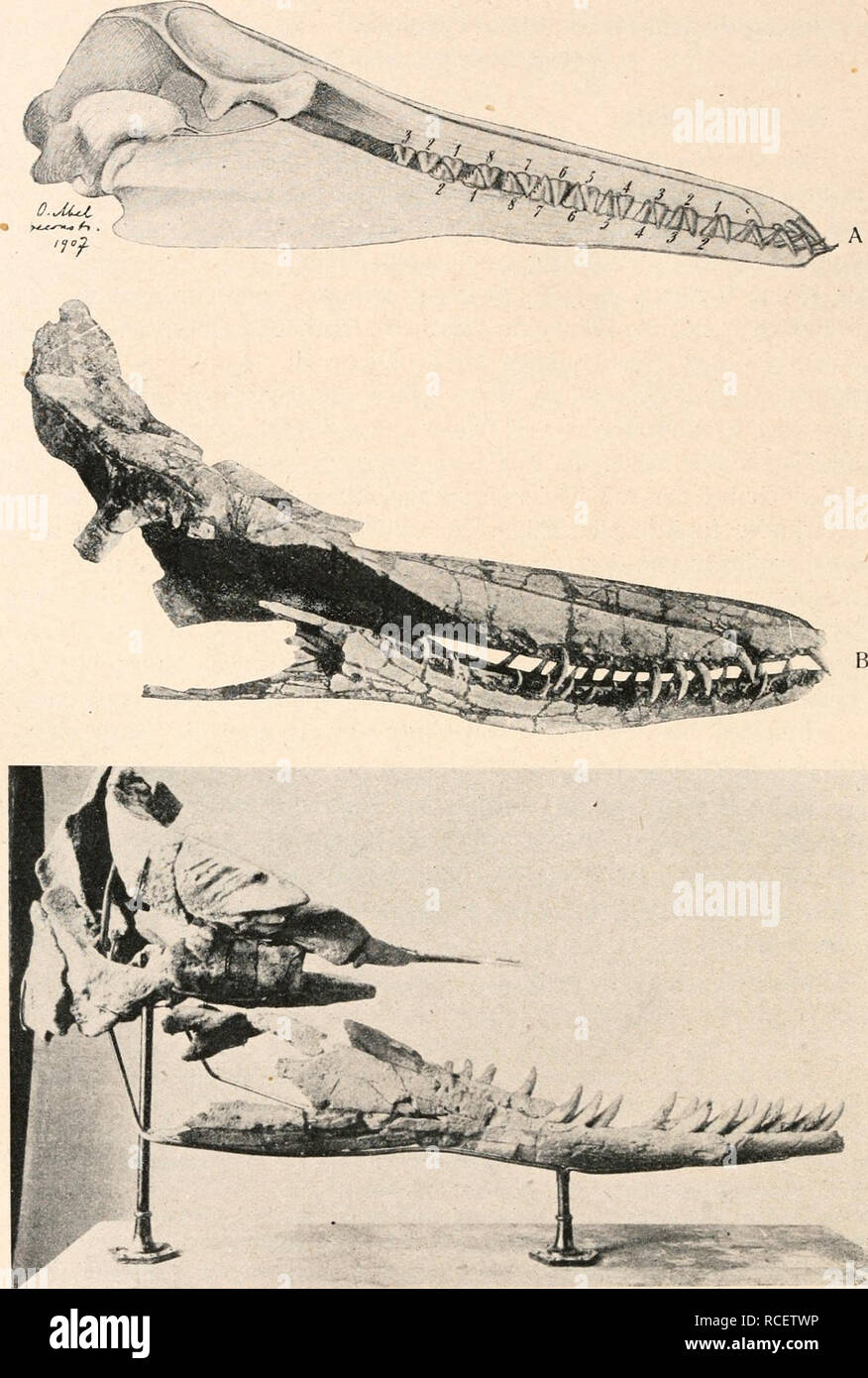 . Die stämme der wirbeltiere. Evolution; Paleontology; Vertebrates. 764 ...