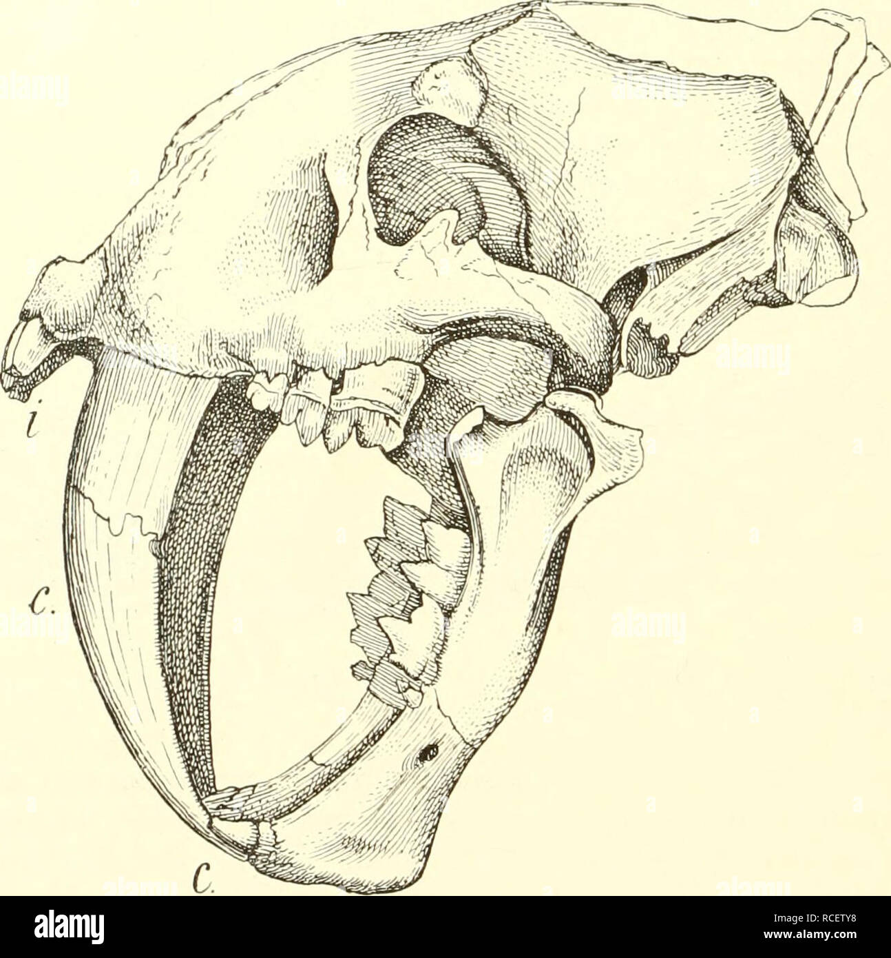 Miacidae hi-res stock photography and images - Alamy
