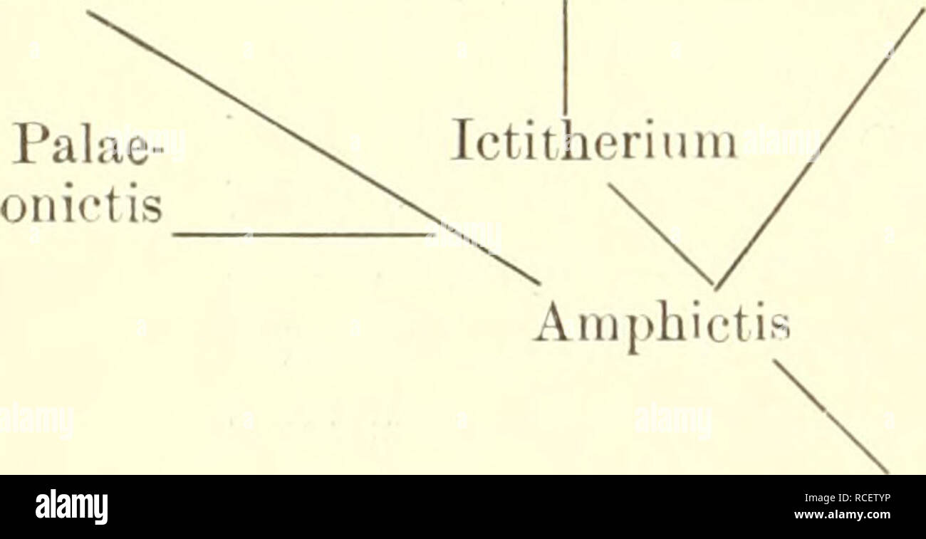 Anatomie nieren hi-res stock photography and images - Alamy