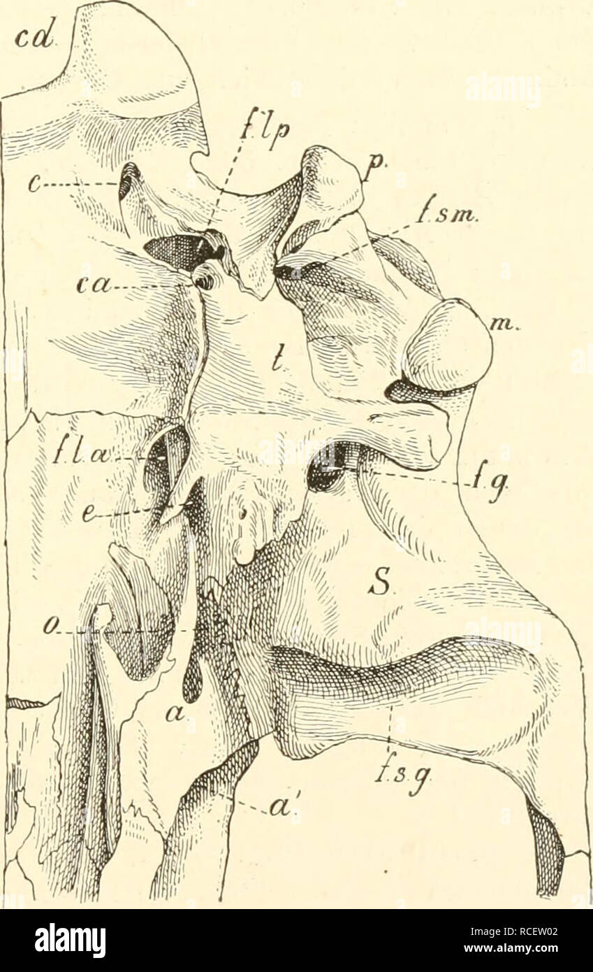 Hemicyon hi-res stock photography and images - Alamy
