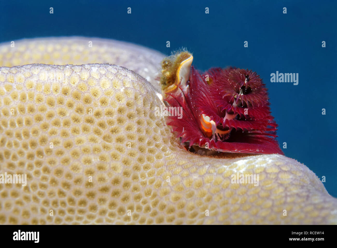 Spirobranchus sp hi-res stock photography and images - Alamy