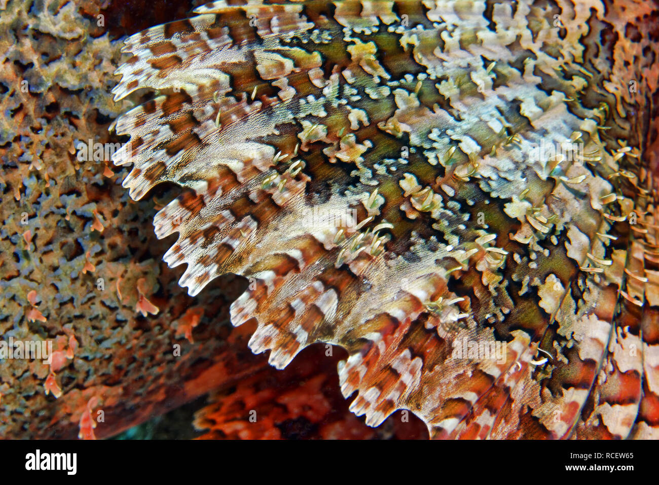 Tassled scorpionfish - Scorpaenopsis oxycephala Stock Photo - Alamy