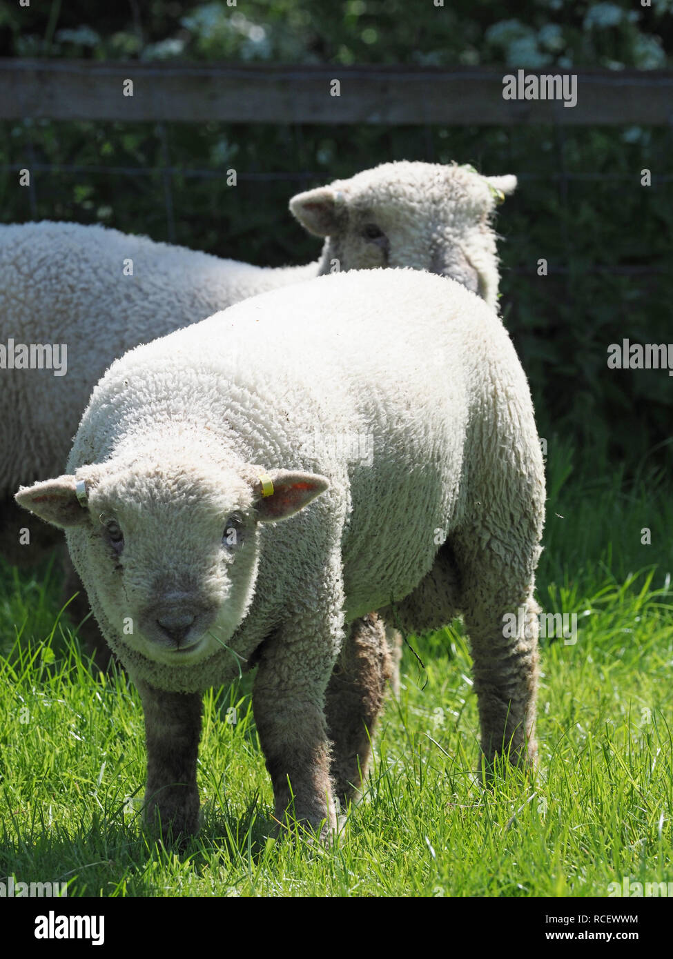 A rare breed lamb in a Spring meadow Stock Photo - Alamy