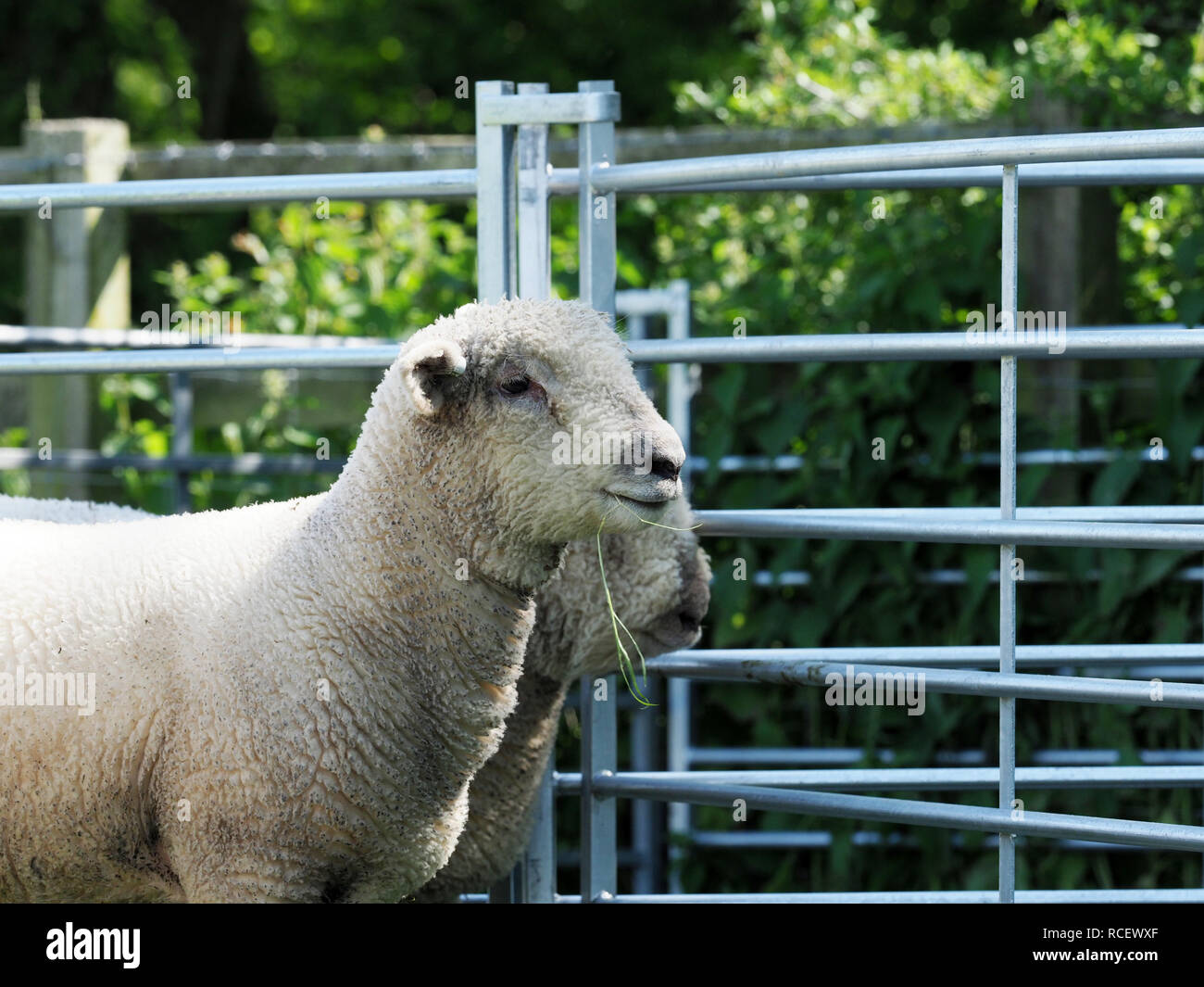 Southdown lamb hi-res stock photography and images - Alamy