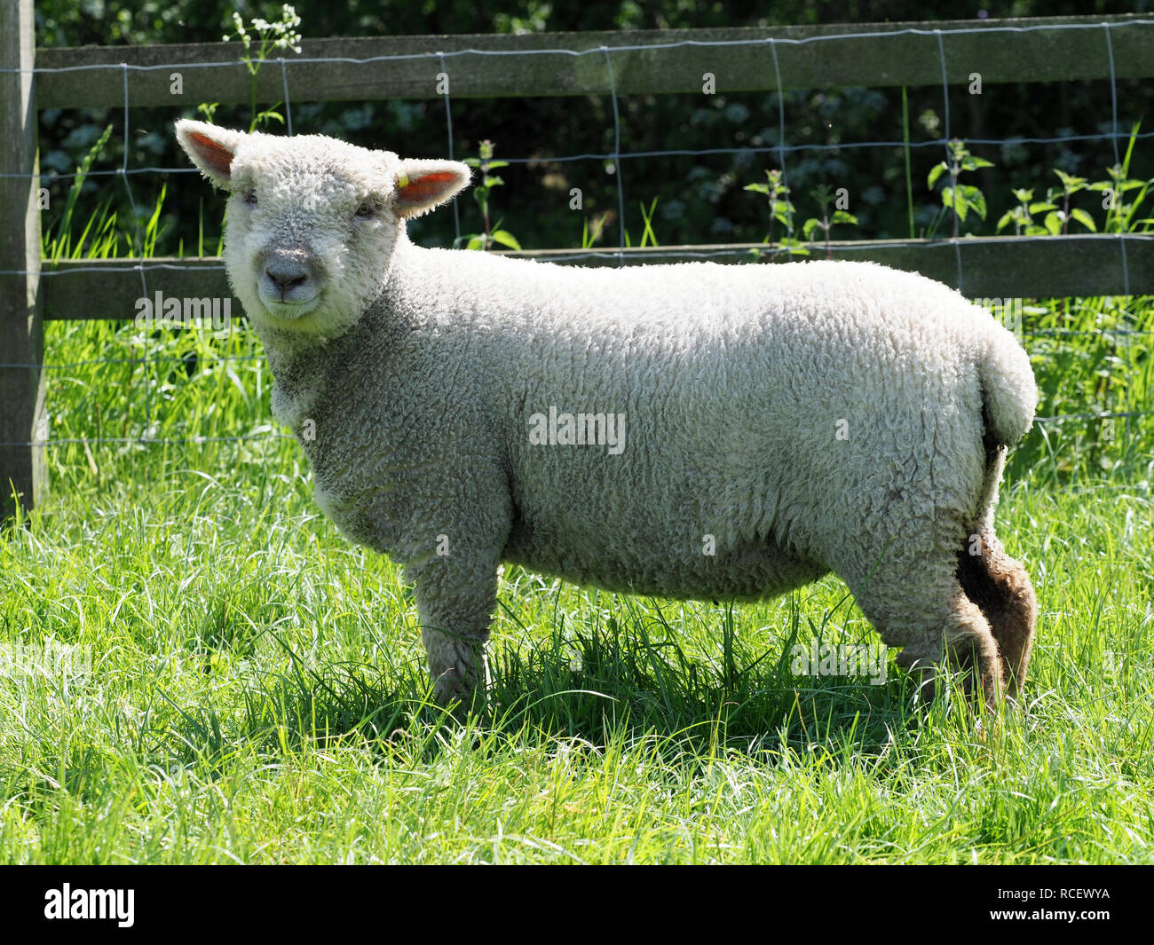 A rare breed lamb in a Spring meadow Stock Photo - Alamy