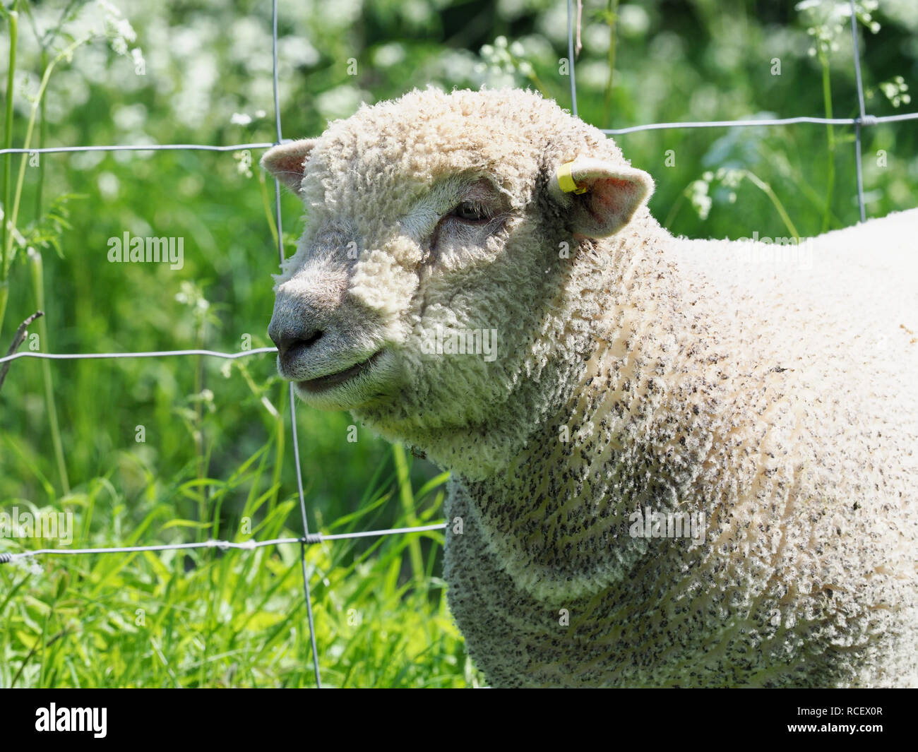 A rare breed lamb in a Spring meadow Stock Photo - Alamy