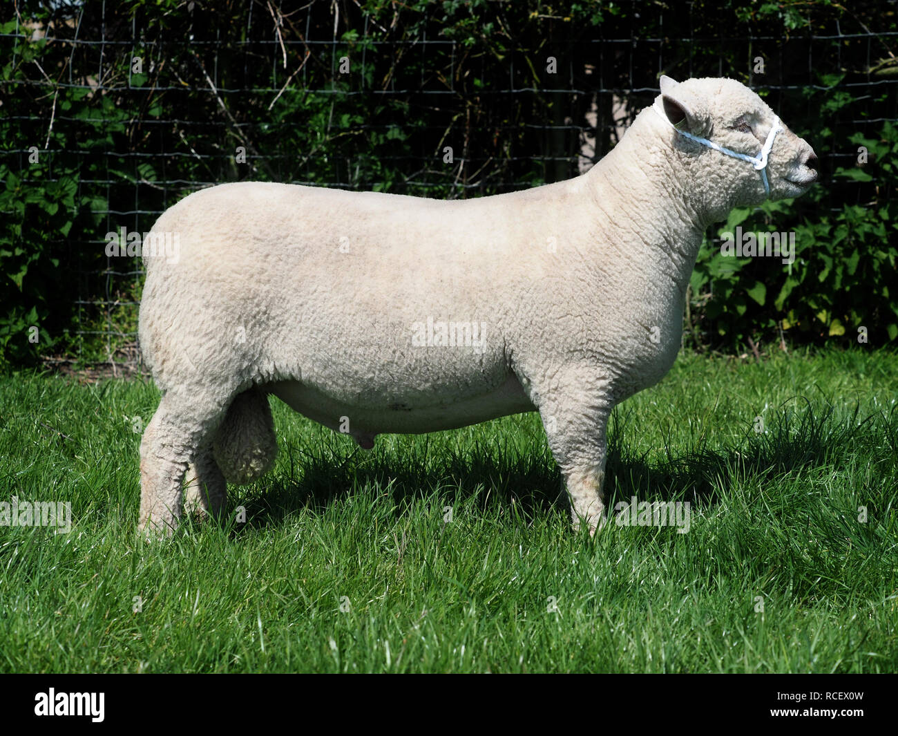 A rare breed lamb in a Spring meadow Stock Photo - Alamy