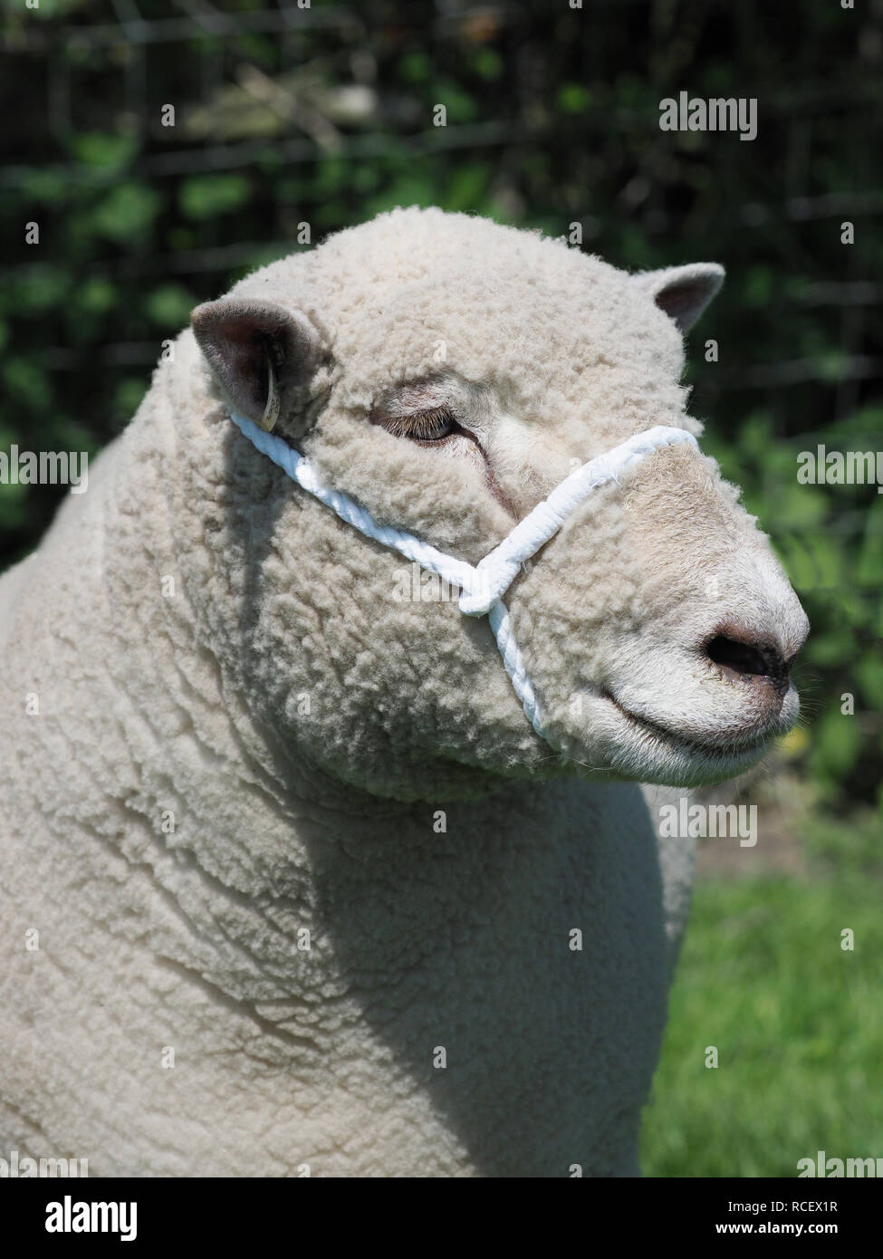 A rare breed lamb in a Spring meadow Stock Photo - Alamy