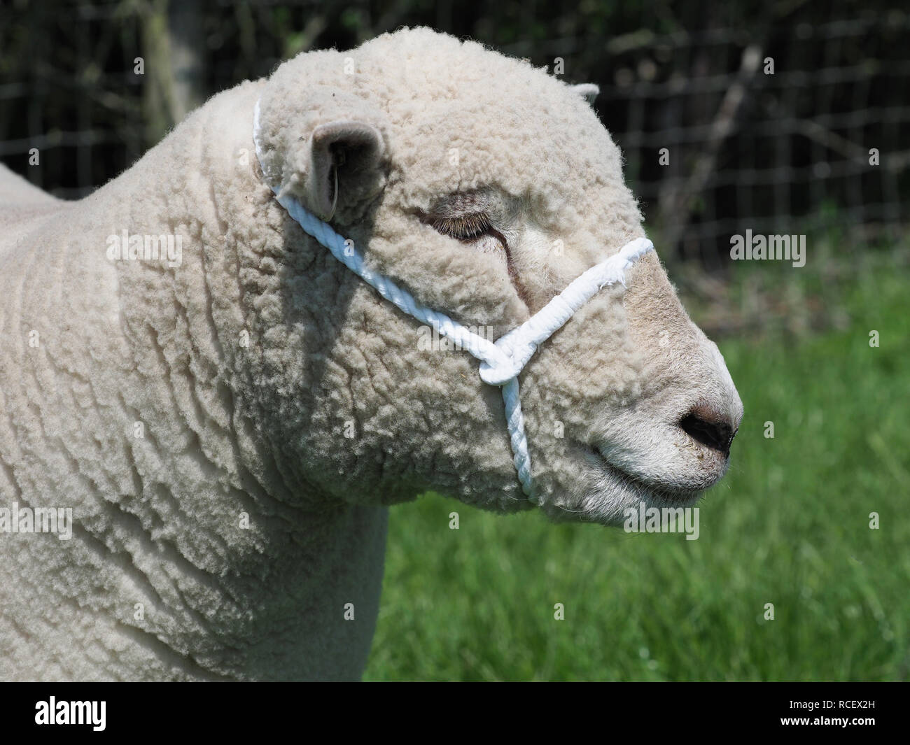 A Rare Breed Lamb In A Spring Meadow Stock Photo Alamy