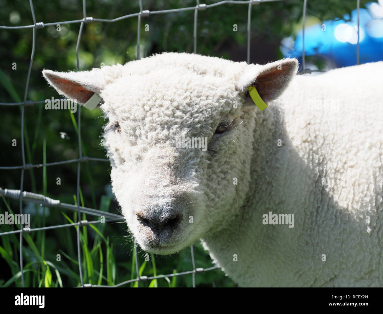 A rare breed lamb in a Spring meadow Stock Photo - Alamy
