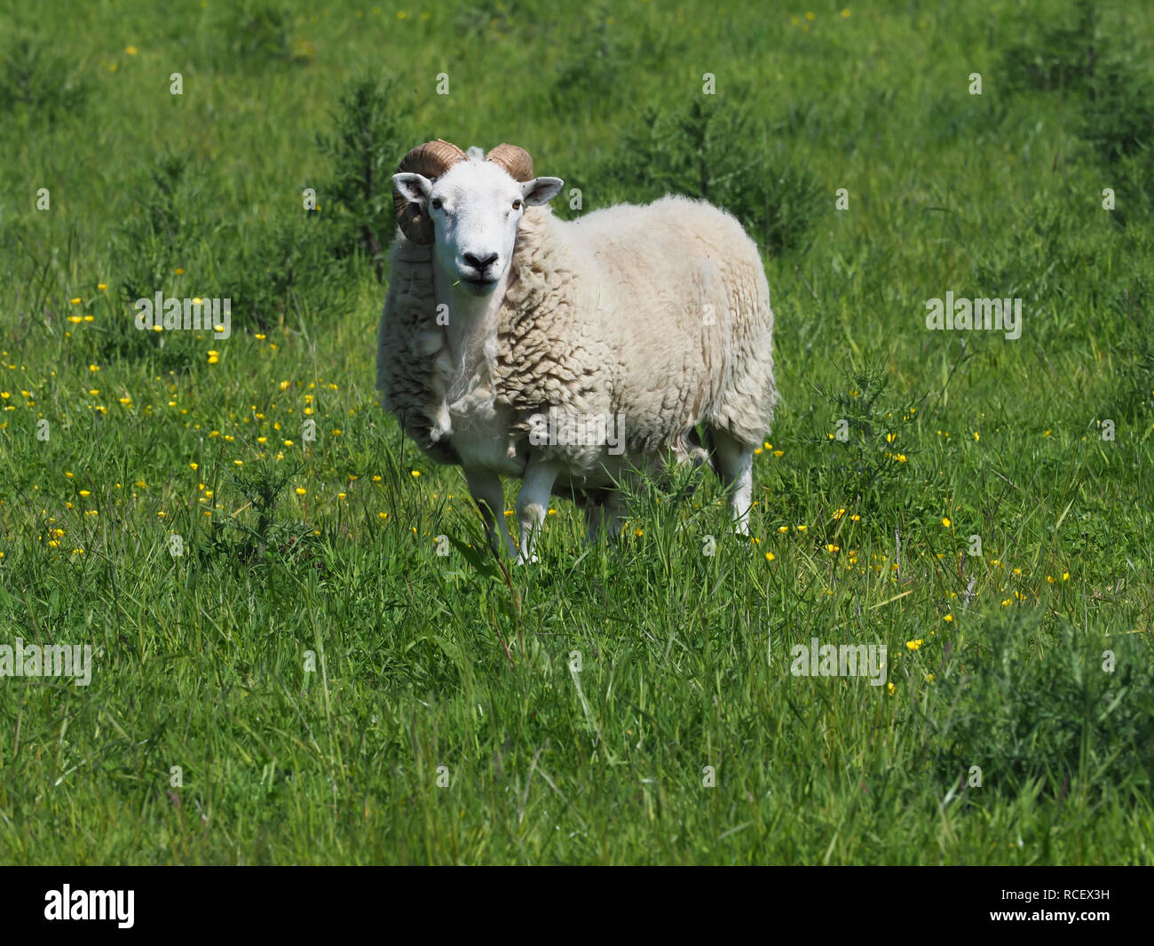 A single rare breed ram stands alone in a summer paddock Stock Photo ...