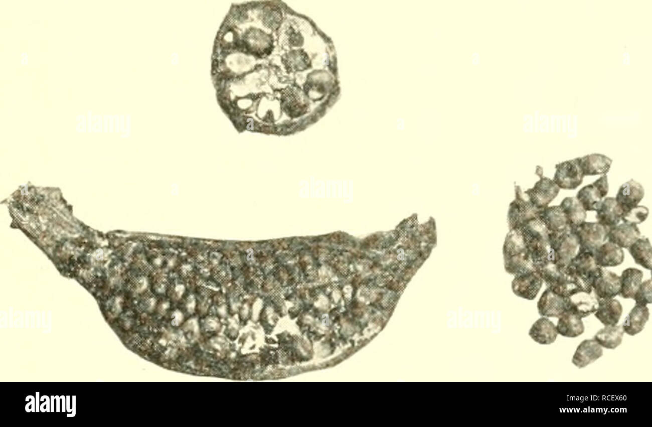 Abaca stripping hi-res stock photography and images - Alamy