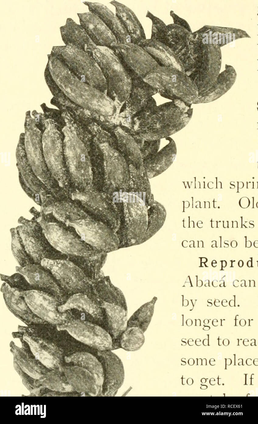 . Elements of Philippine agriculture. Agriculture. 138 PHILIPPINE ...