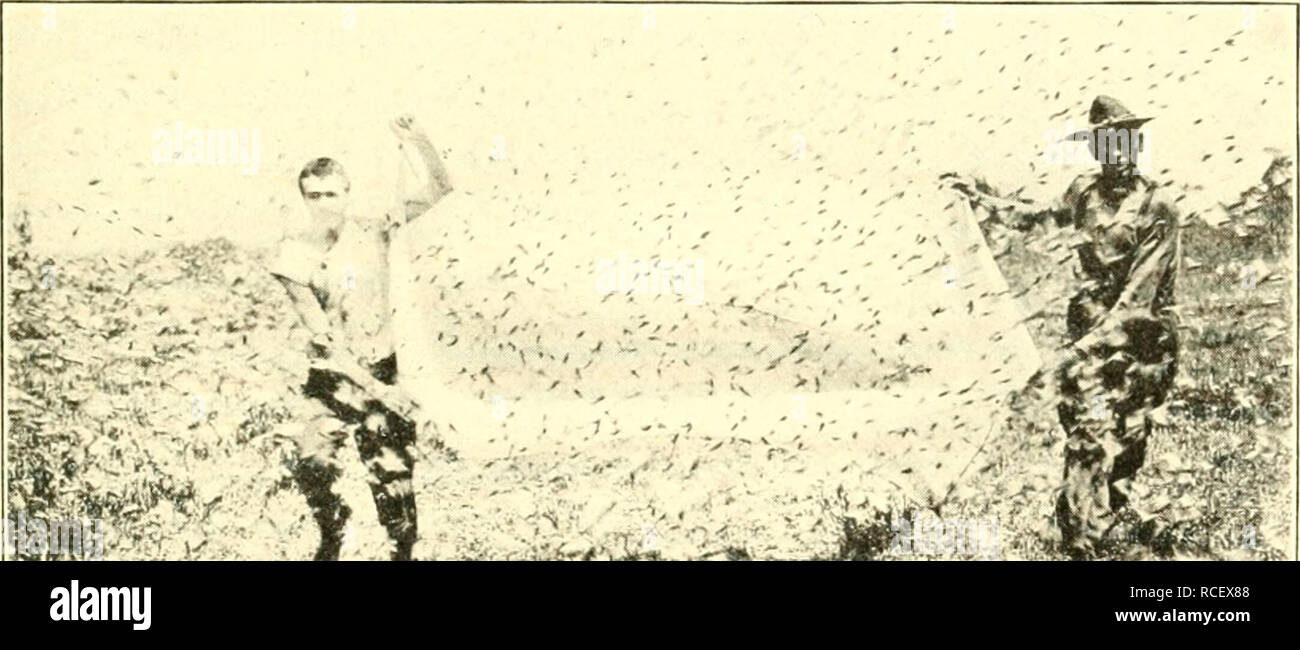 . Elements of Philippine agriculture. Agriculture. THE LIVING ENEMIES ...