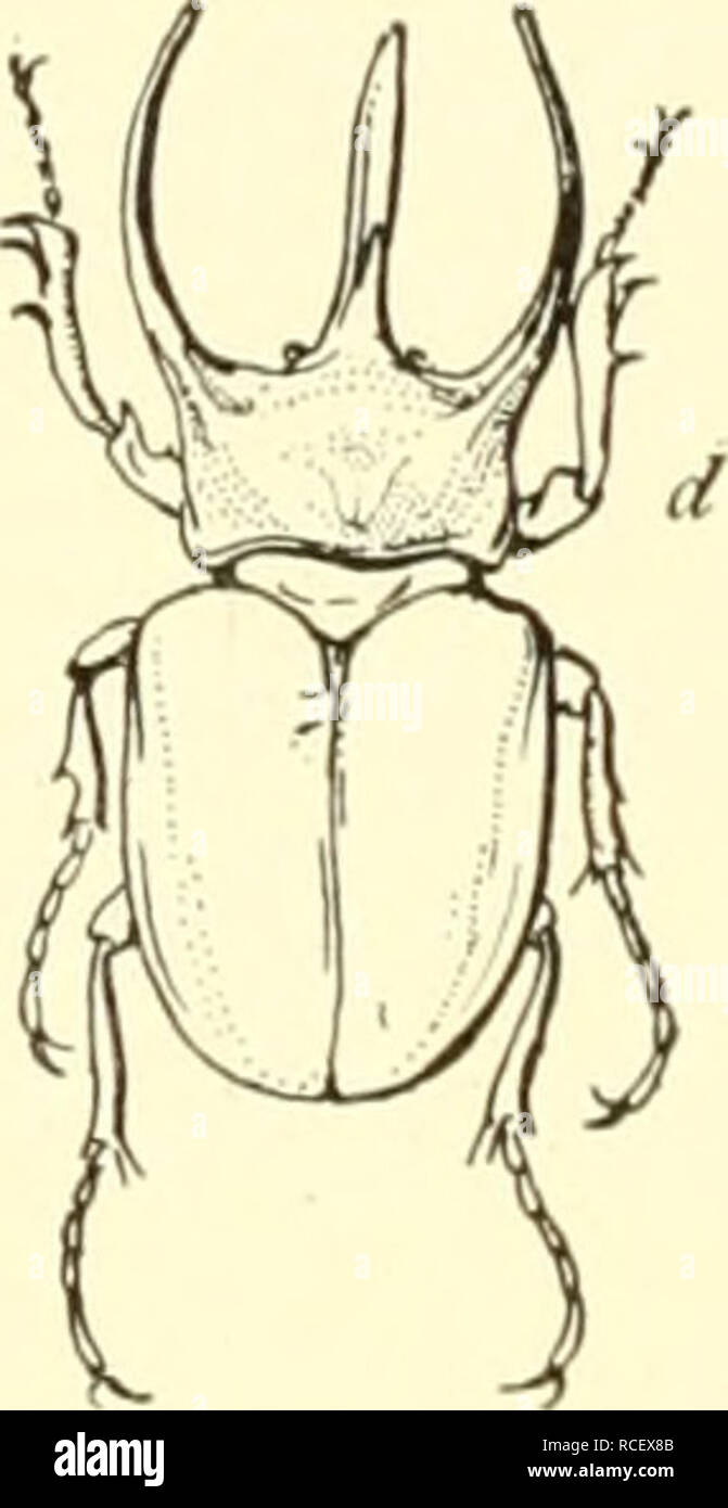 Philippine Insects High Resolution Stock Photography and Images - Alamy