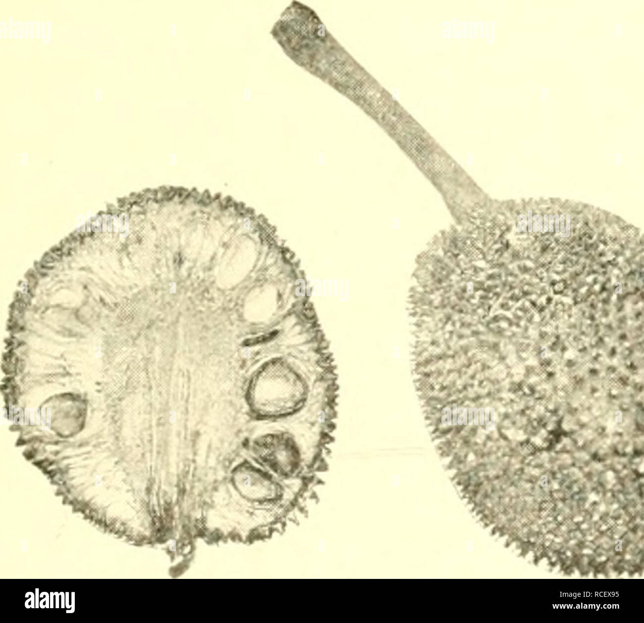 Maize Seed Structure