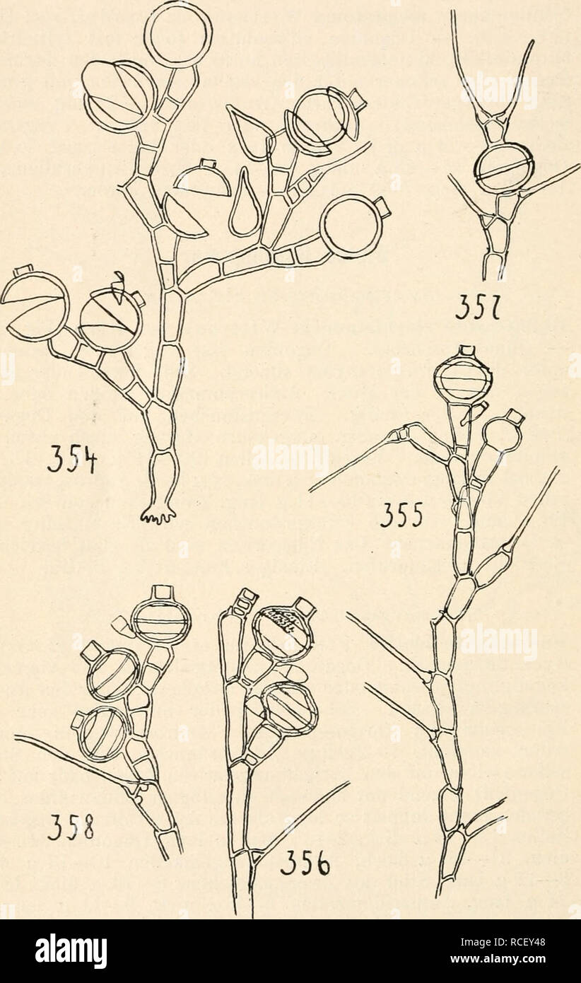 . Die süsswasser-flora Deutschlands, Österreichs und der Schwez ...