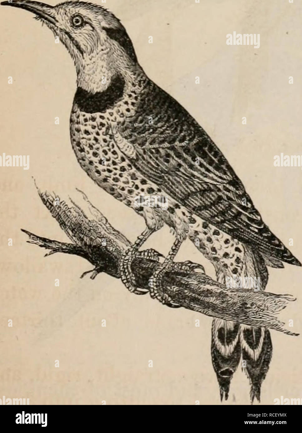 Tongue with barbs hi-res stock photography and images - Alamy