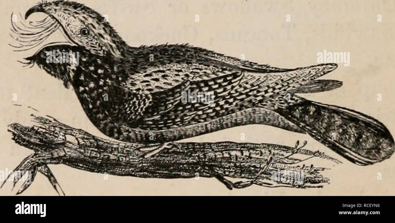 . Elements of zoölogy : a textbook. Zoology. Foot of a Picarian Bird ...