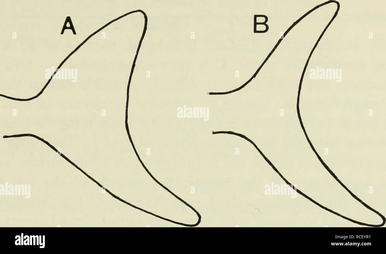 . Differential growth in three ichthyosaurs : Ichthyosaurus communis, I ...