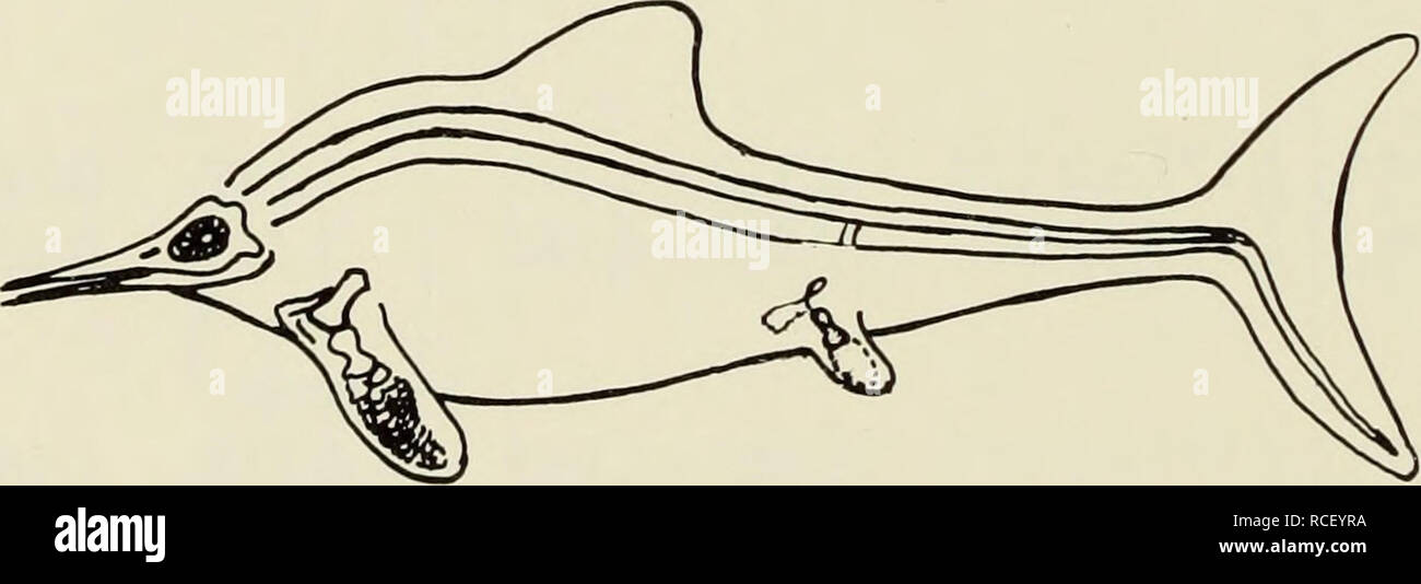 Ichthyosaurus quadriscissus hi-res stock photography and images - Alamy