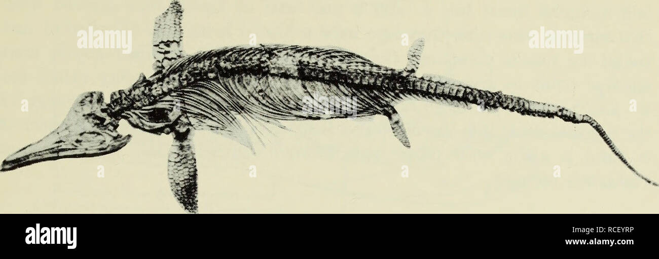 Ichthyosaurus quadriscissus hi-res stock photography and images - Alamy
