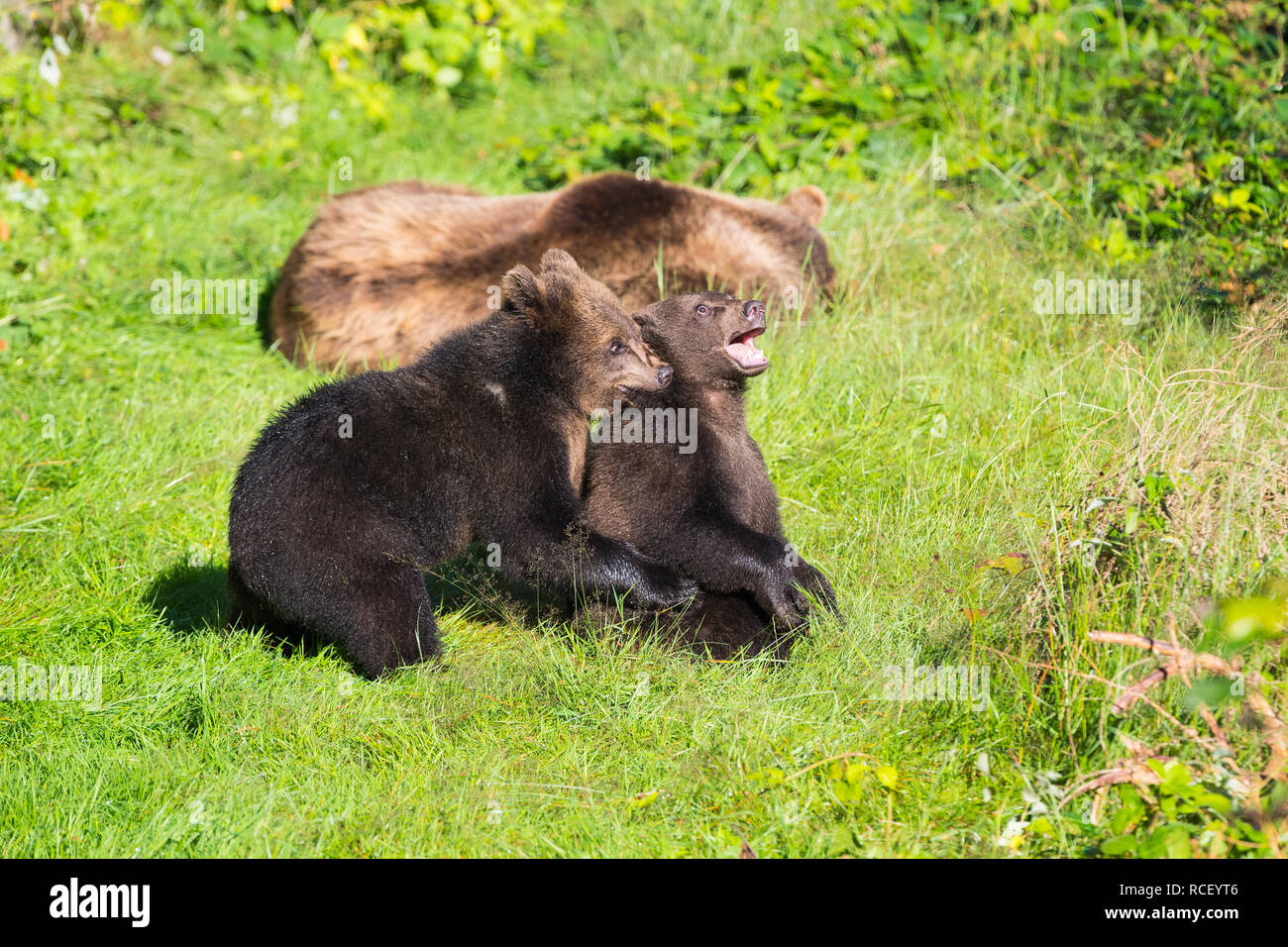 European Brown Bears, Ursus arctos, Two cubs playing on meadow Stock ...