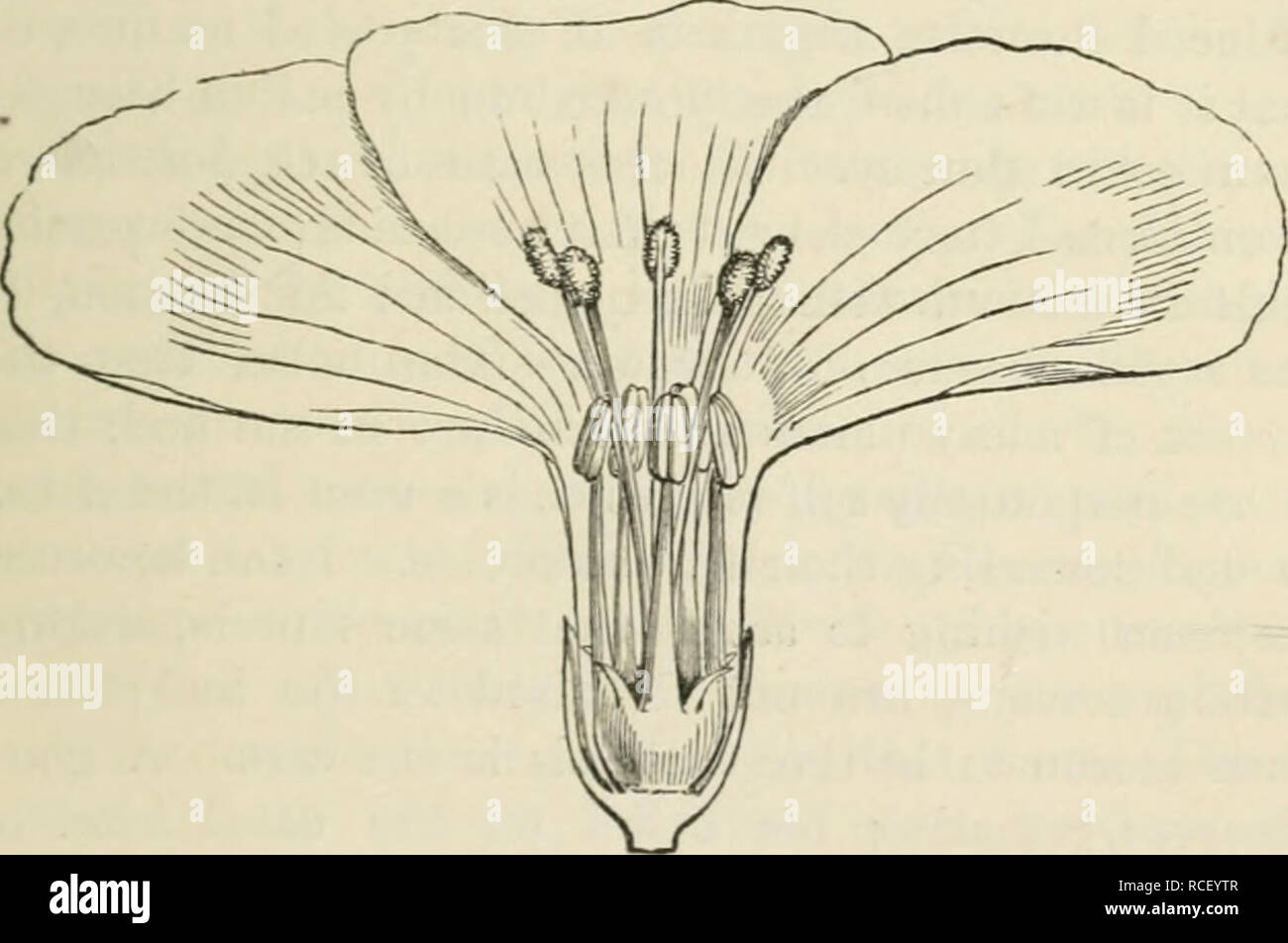 . The different forms of flowers on plants of the same species. Ohap ...