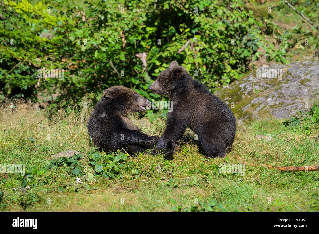 European Brown Bears, Ursus arctos, Two cubs fighting Stock Photo - Alamy