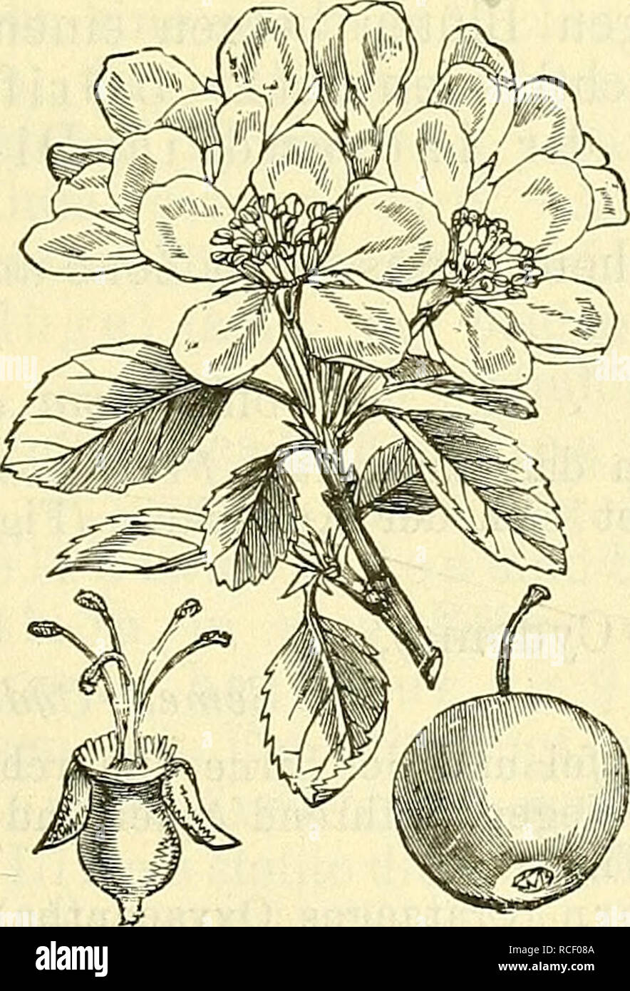 Pomaceae hi-res stock photography and images - Alamy