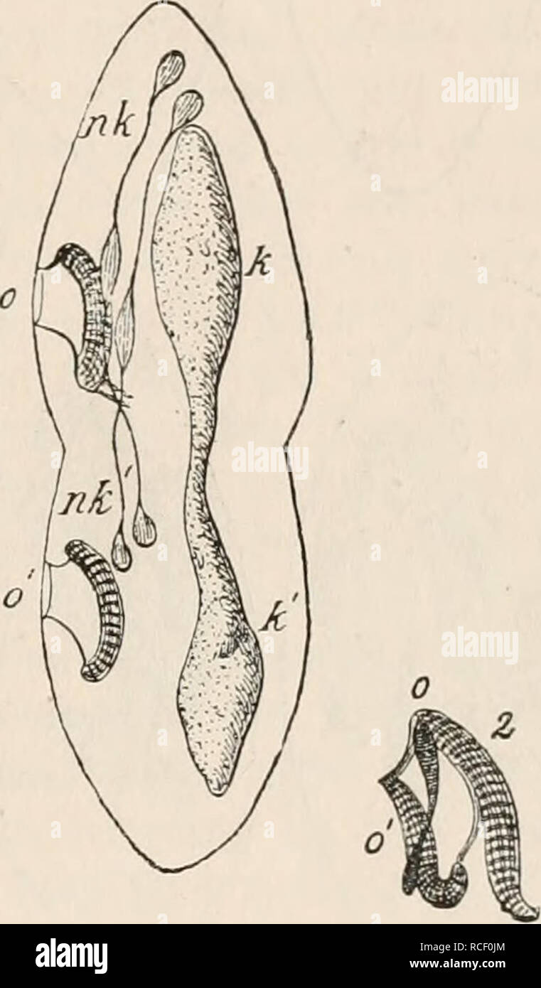 . Die Zelle und die Gewebe. Grundzüge der Allgemeinen Anatomie und ...