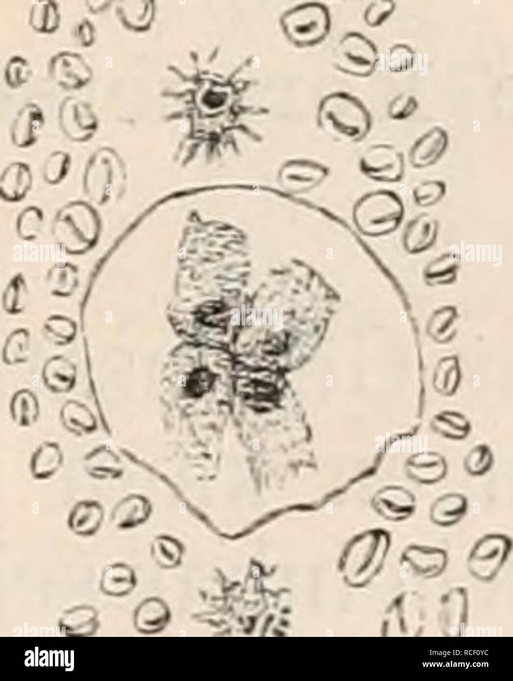 Nuclein High Resolution Stock Photography and Images - Alamy