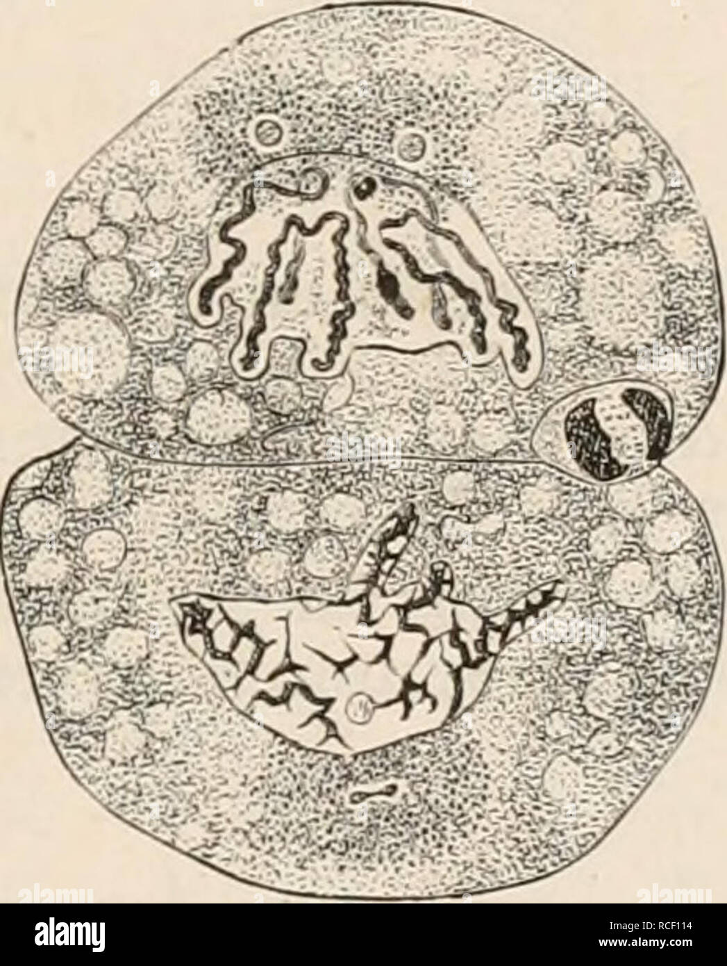 Nuclein hi-res stock photography and images - Alamy