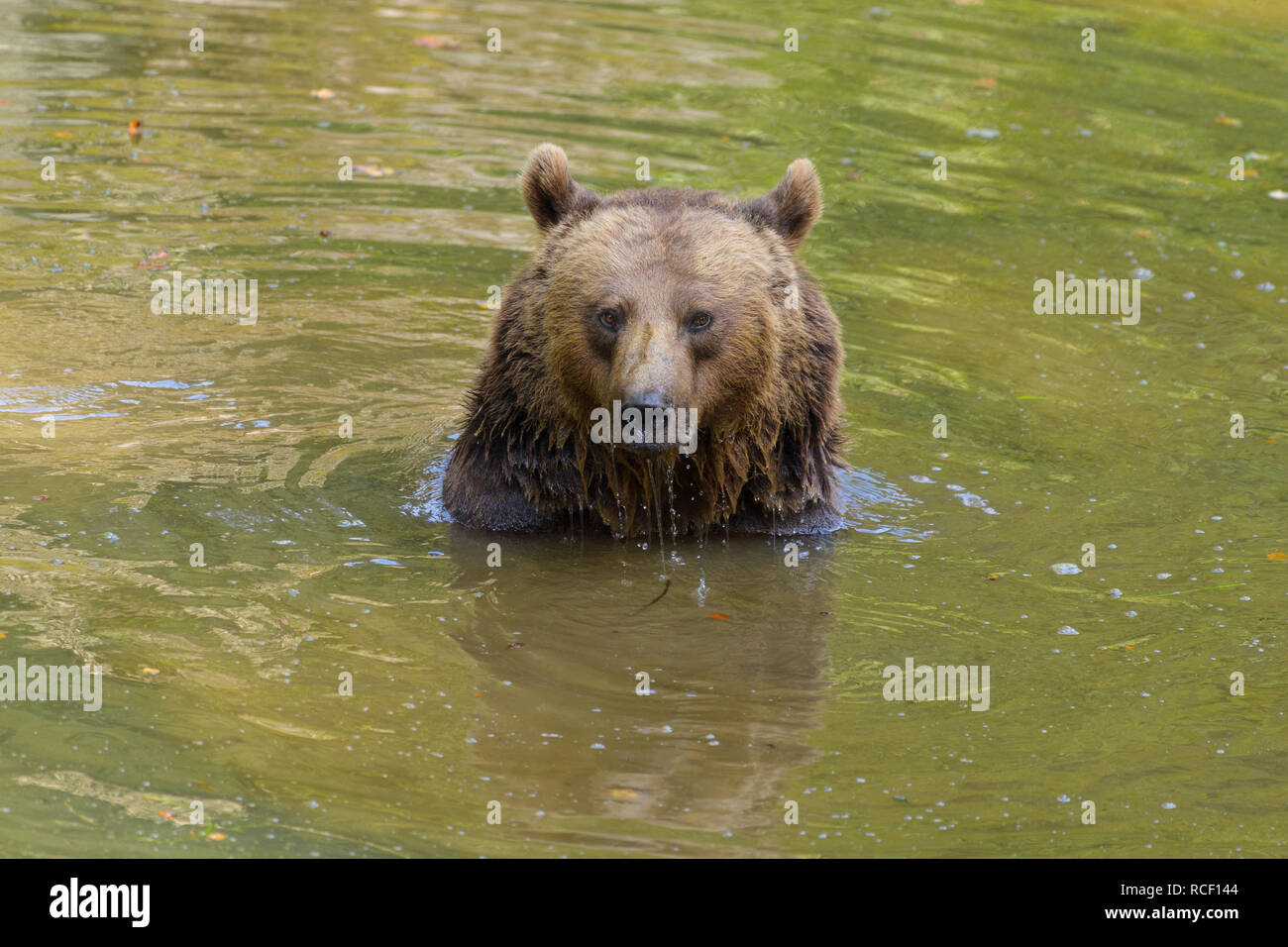 Brown bear, Ursus arctos, in pond Stock Photo - Alamy